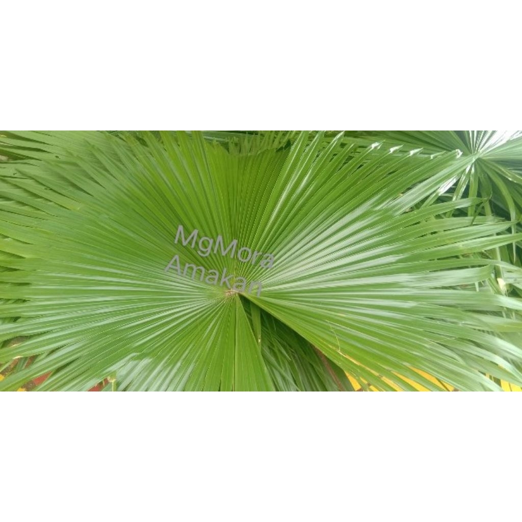 MgMora Anahaw leaves 45pcs/10pcs/5pcs | Shopee Philippines