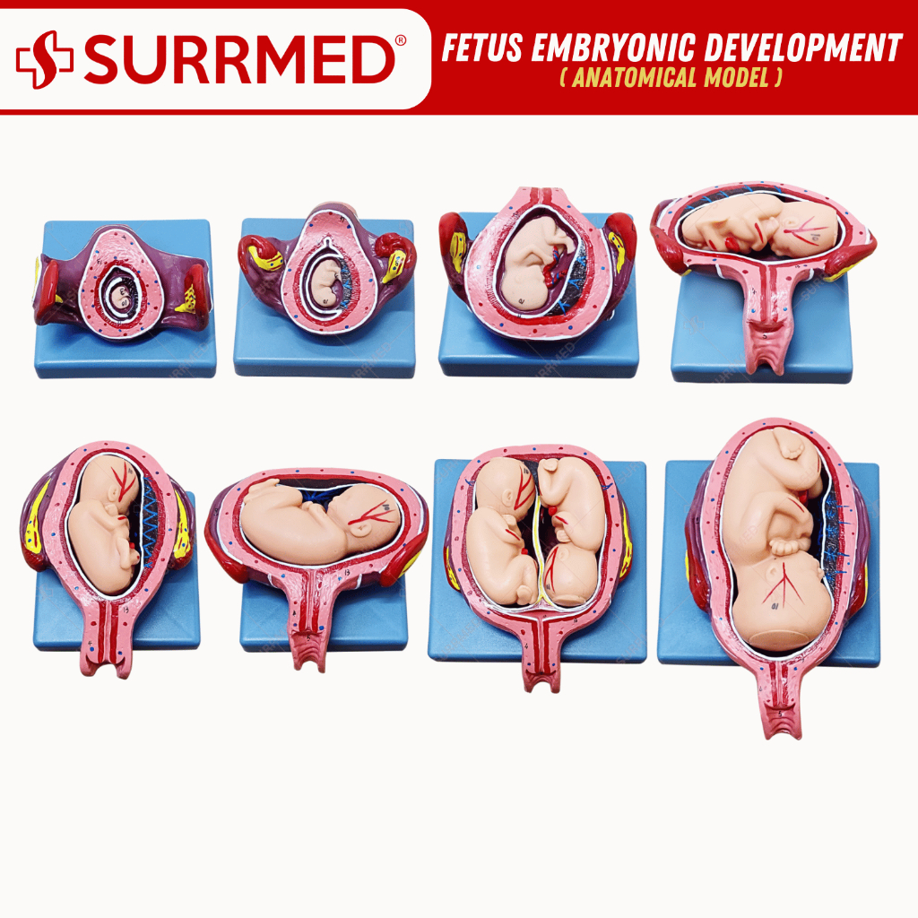 Fetus Embryonic Development Anatomical Model | Shopee Philippines