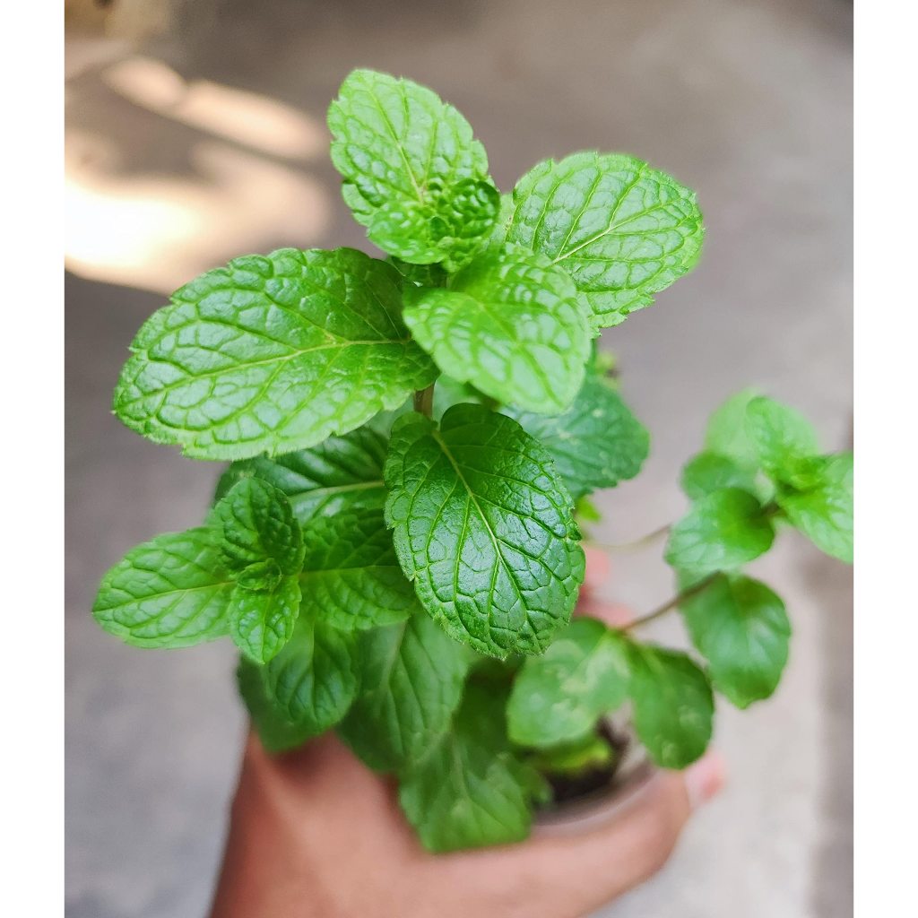 Peppermint Plant (Not Seed) for Indoor and Outdoor Plant includes ...