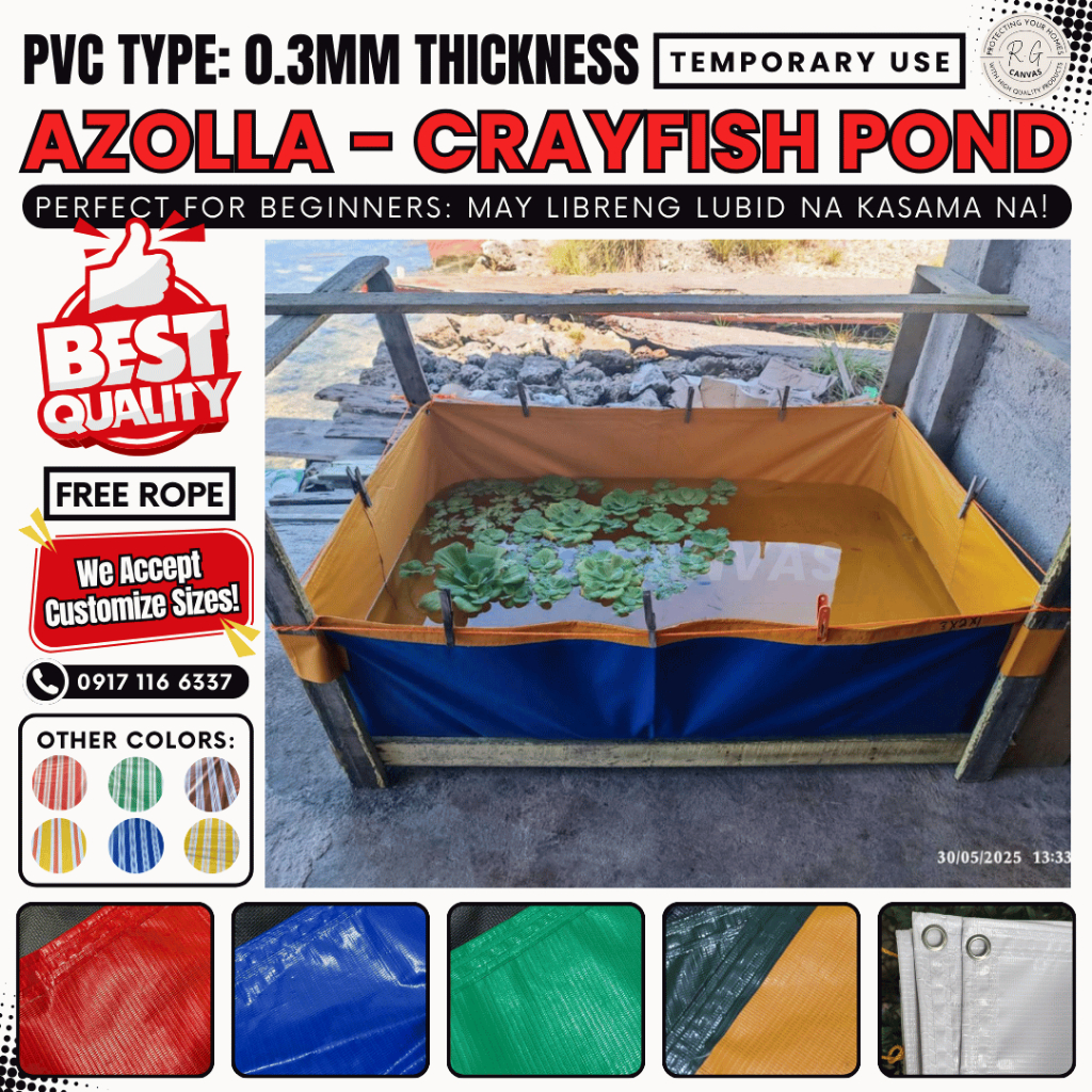 AZOLLA TRAPOND CRAY FISH POND KOI AZOLLA BED LONA TRAPAL TOLDA POND ...