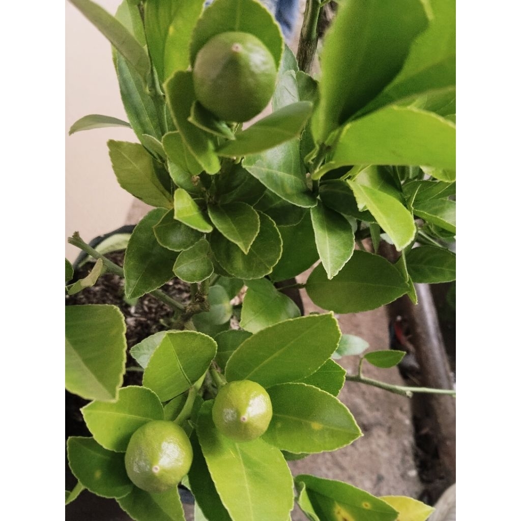 lemon mayer maraming bunga actual picture | Shopee Philippines