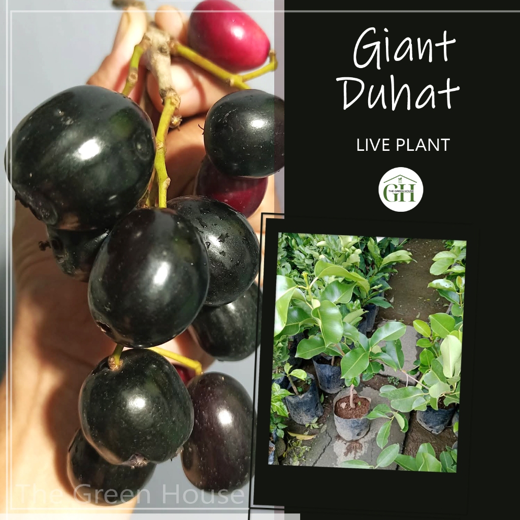 Duhat (Giant) Seedlings | Shopee Philippines