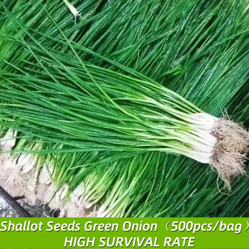 500pcs/pack Premium Shallot Seeds Green Onion easy to grow in pots ...