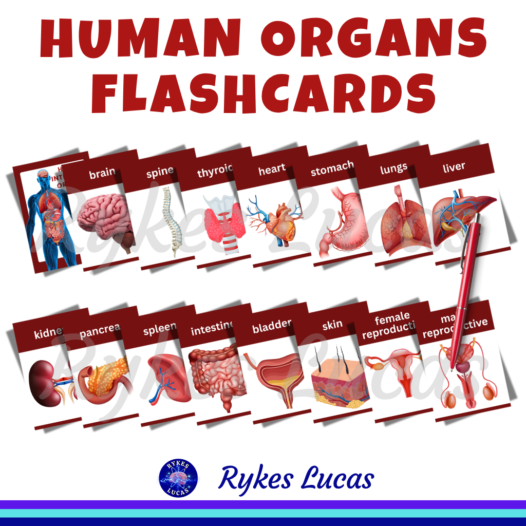 HUMAN ANATOMY INTERNAL ORGANS LAMINATED KIDS EDUCATIONAL FLASHCARDS ...
