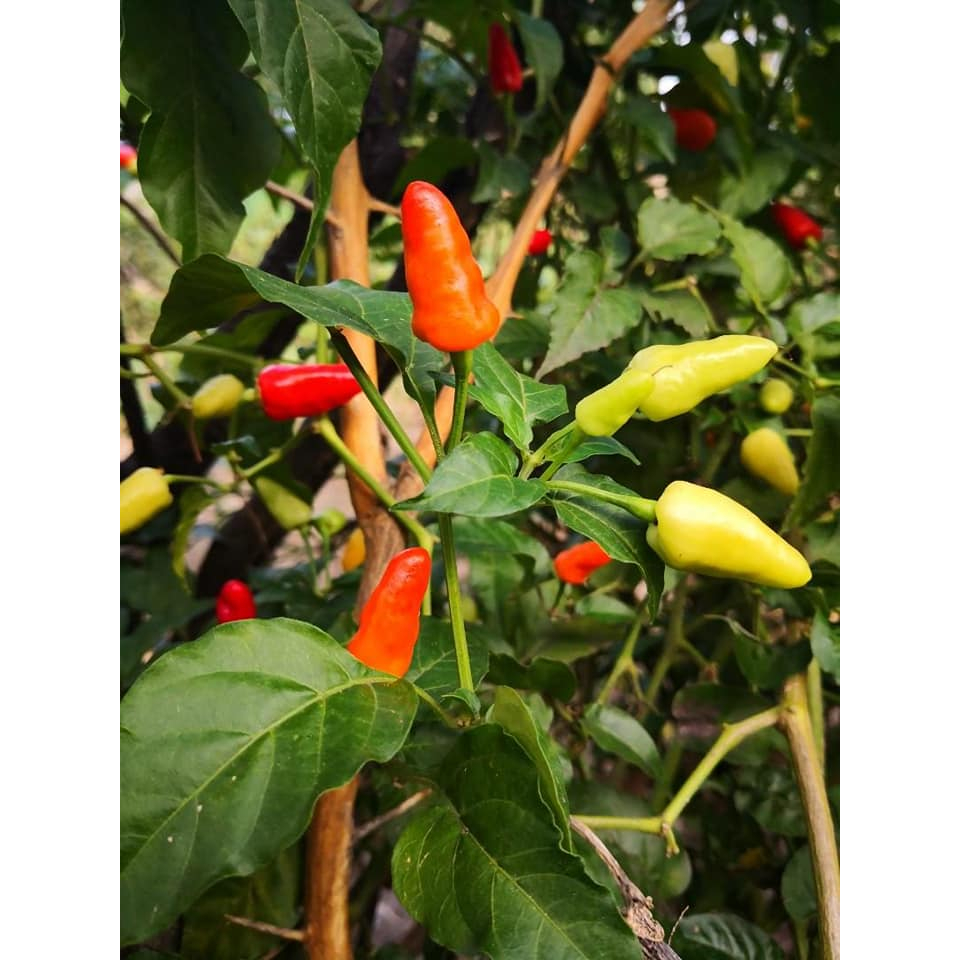 BUY1 TAKE1 SILING DEMONYO LIVE PLANT (not seeds) with FREE garden soil ...