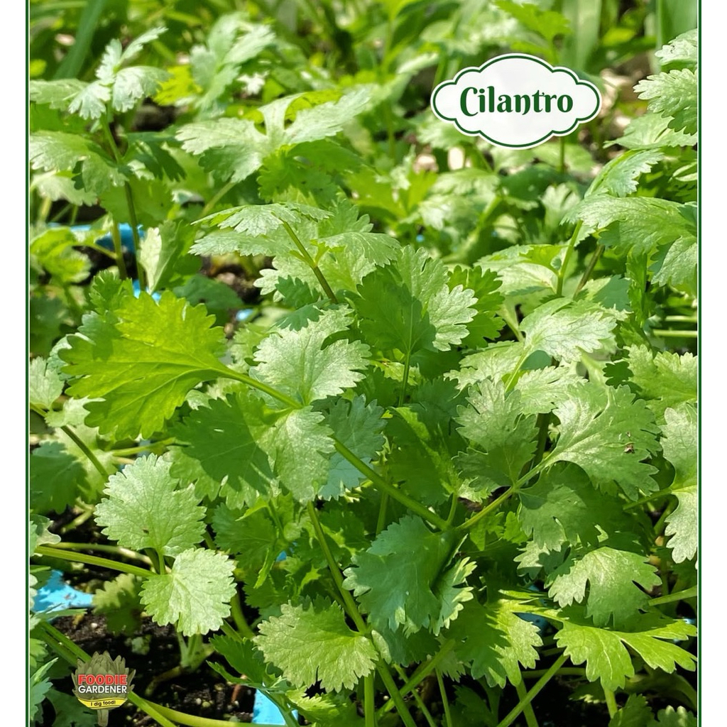 [BAGSAK PRESYO] CILANTRO NOT SEEDS WITH FREE GARDEN SOIL. | Shopee ...