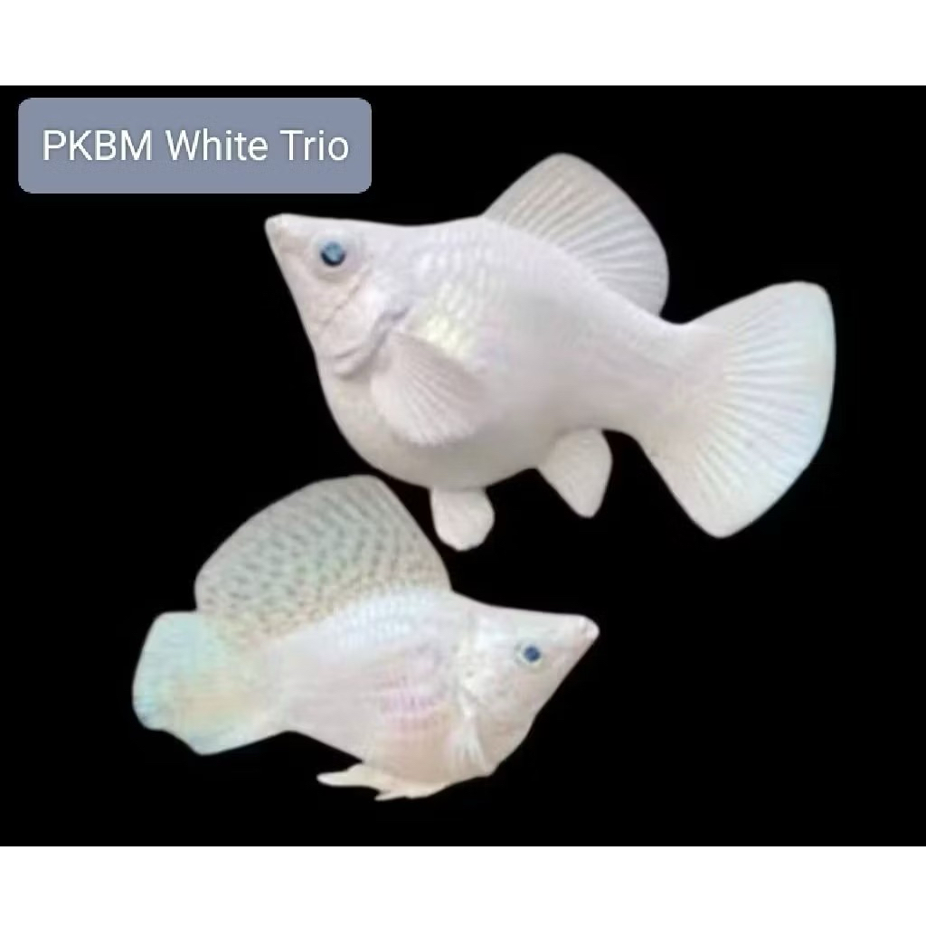 Sticker & PKBM White Trio (3pcs) | Shopee Philippines