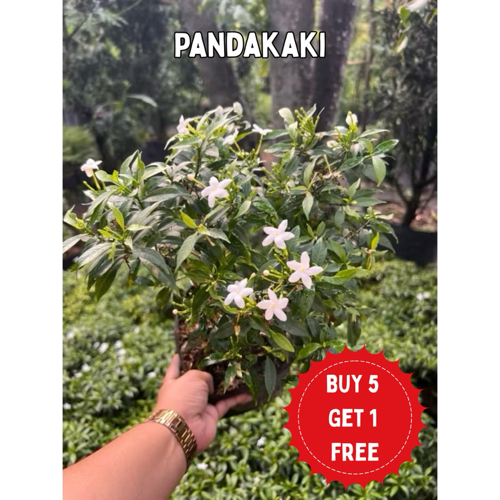 Pandakaki Buy 5 get 1 Free | Live Plant | Shopee Philippines