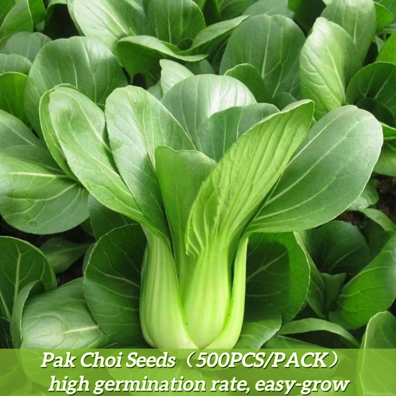 500seeds/bag High Yielding Variety Pak Choi Seed Pechay Seeds for Sale ...