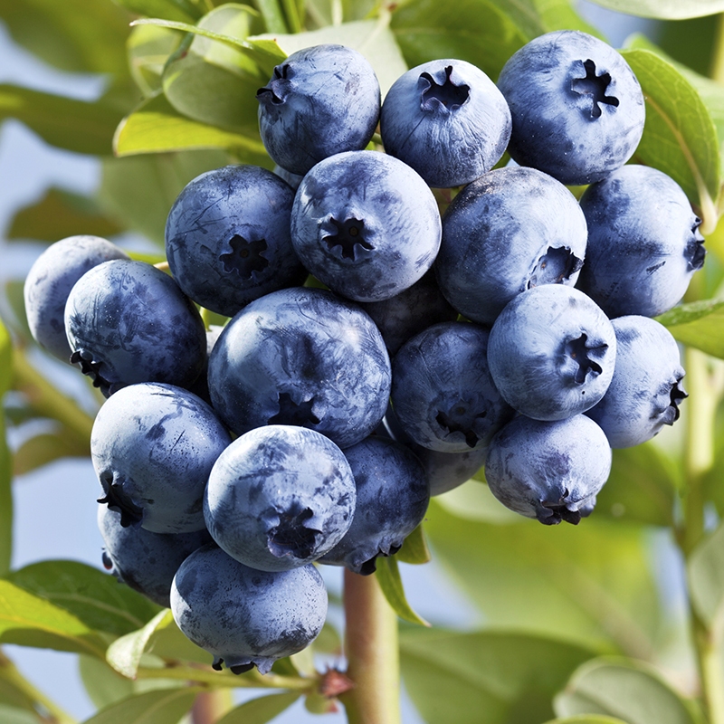 20 seeds Origina Bonsai Blueberry Seeds for Planting Fruit Trees Dwarf ...