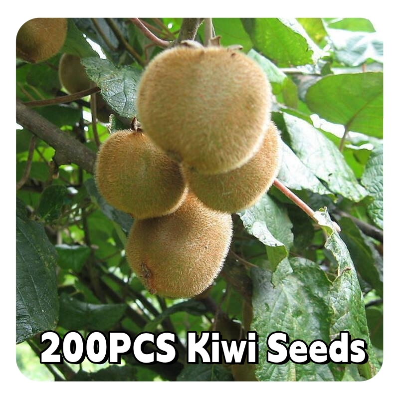 200PCS Kiwi Fruit Seeds-Dwarft Bonsai Kiwi Fruits Tree Seeds for ...