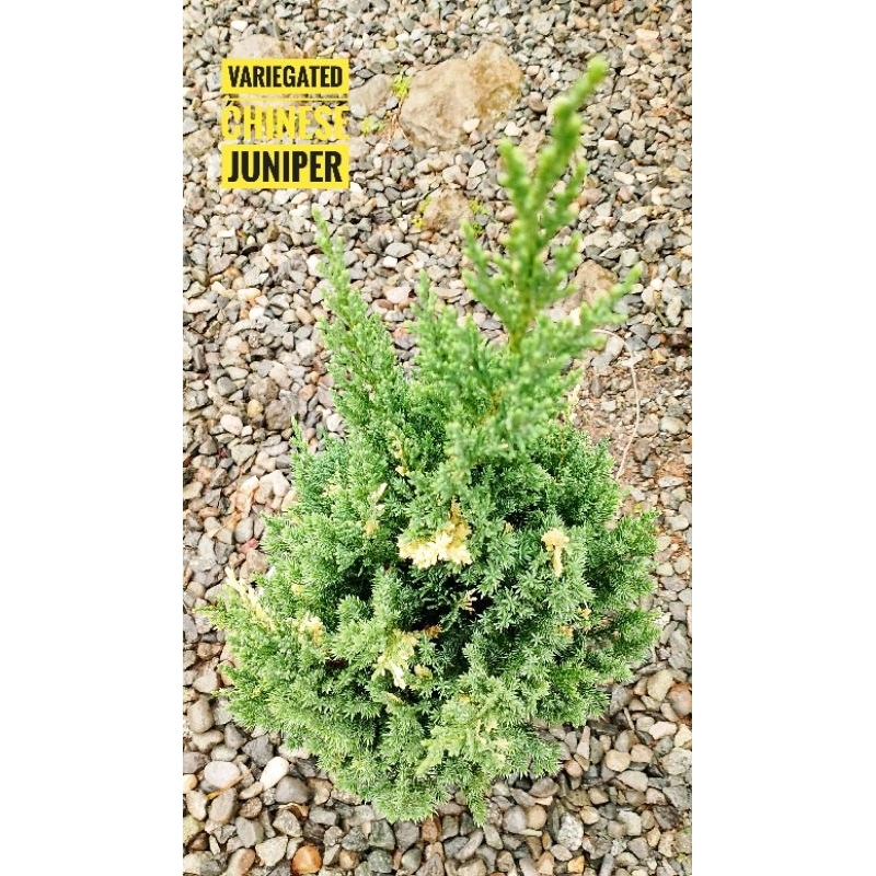 RARE VARIEGATED CHINESE JUNIPER | Shopee Philippines