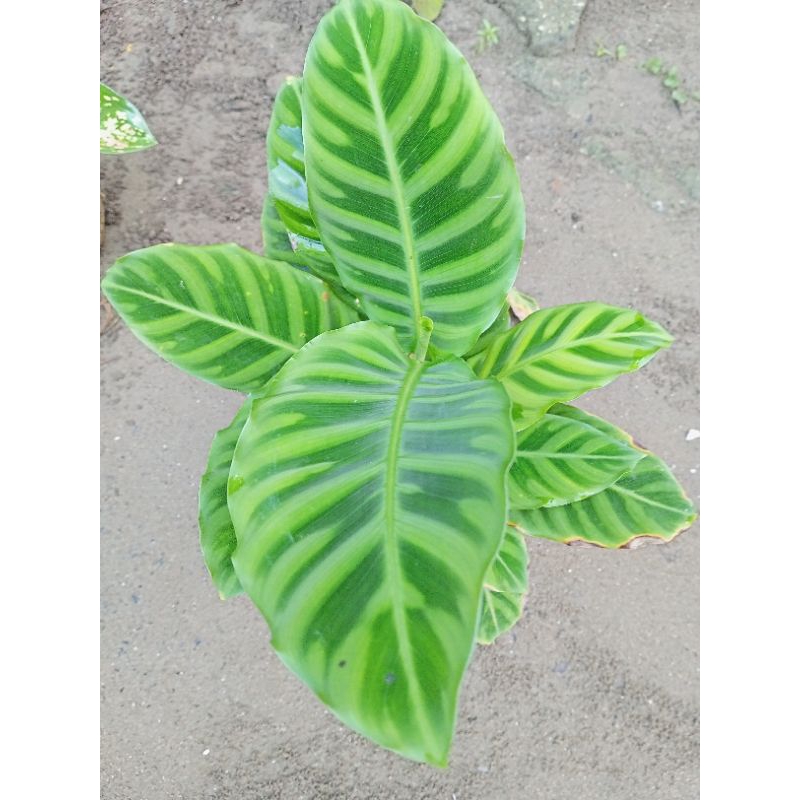 CALATHEA ZEBRA /ZEBRA PLANT/LIVE PLANT/(small-medium-big) | Shopee ...