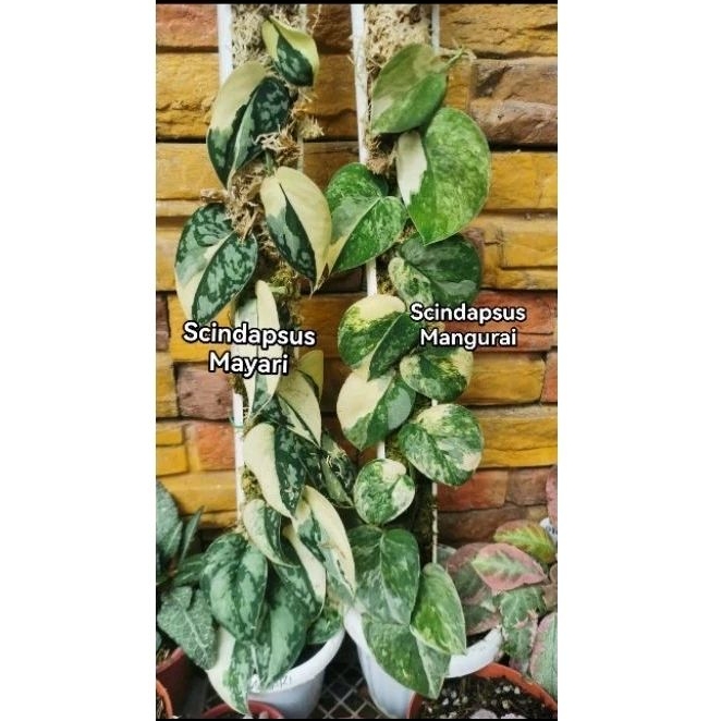 Scindapsus Rare Varieties | Shopee Philippines
