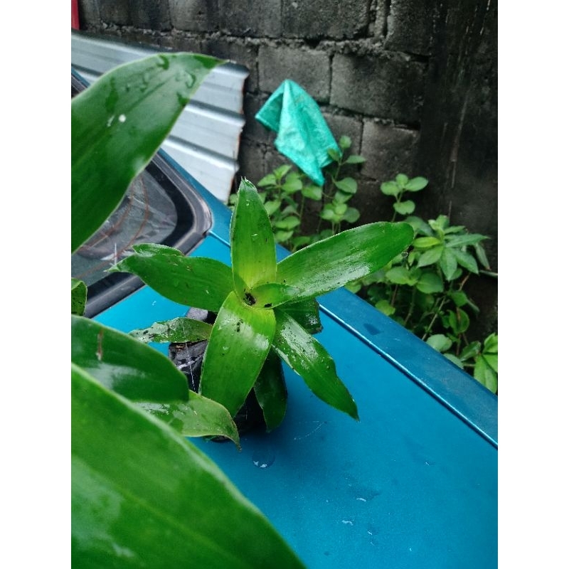 Callisia Fragrans/Basket plant | Shopee Philippines