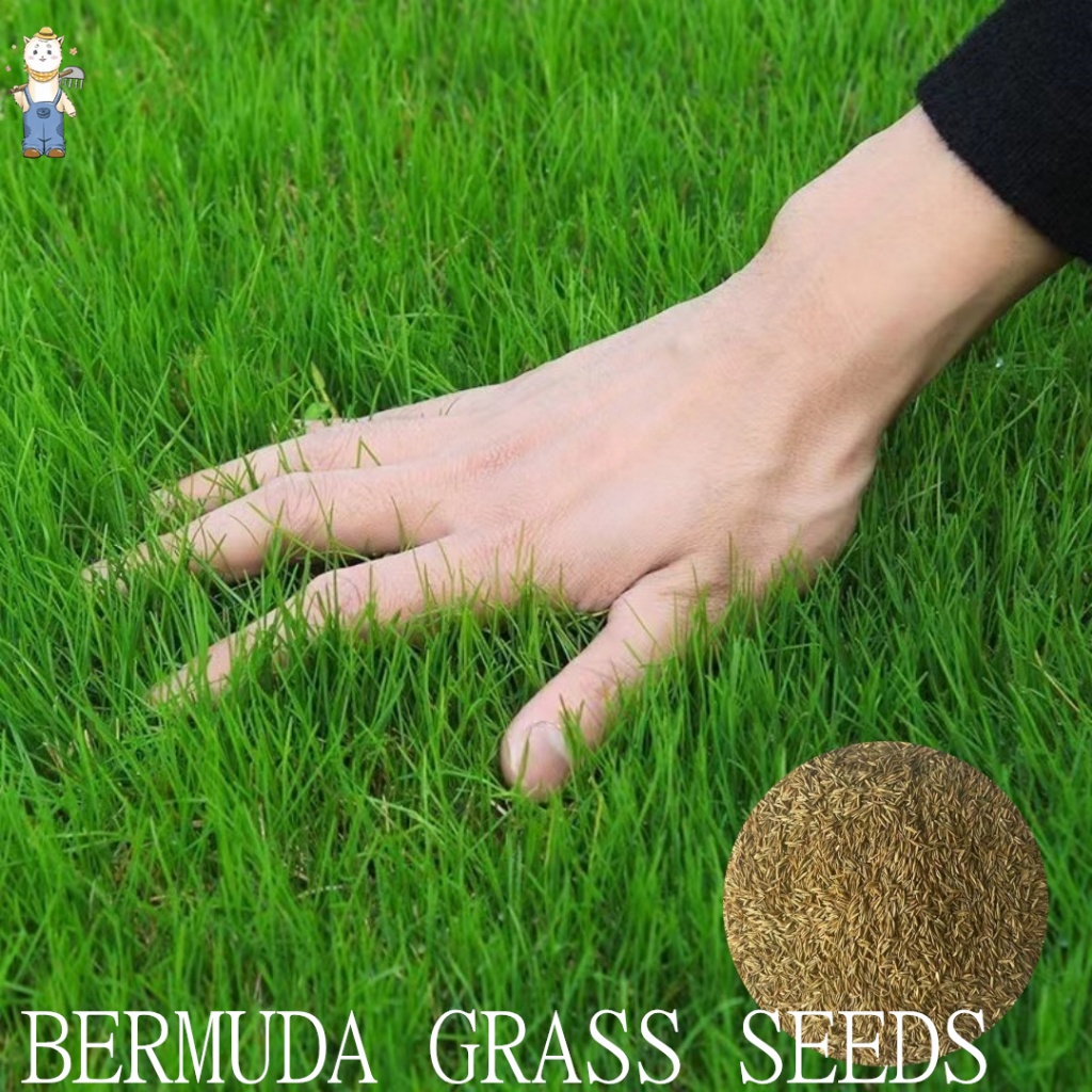 BERMUDA GRASS SEEDS (300 seed/pack) - Lawn Grass Seeds / Grass Carpet ...