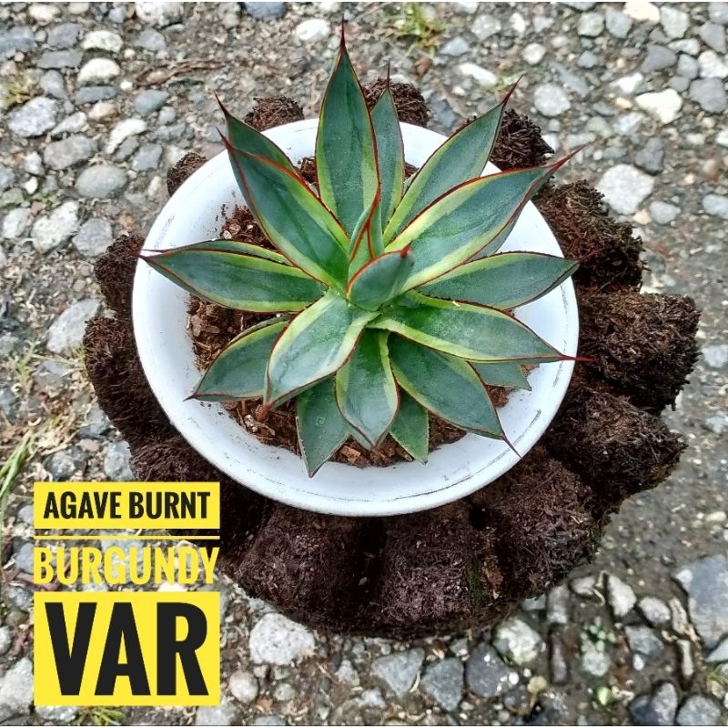 RARE VARIEGATED AGAVE BURNT BURGUNDY | Shopee Philippines