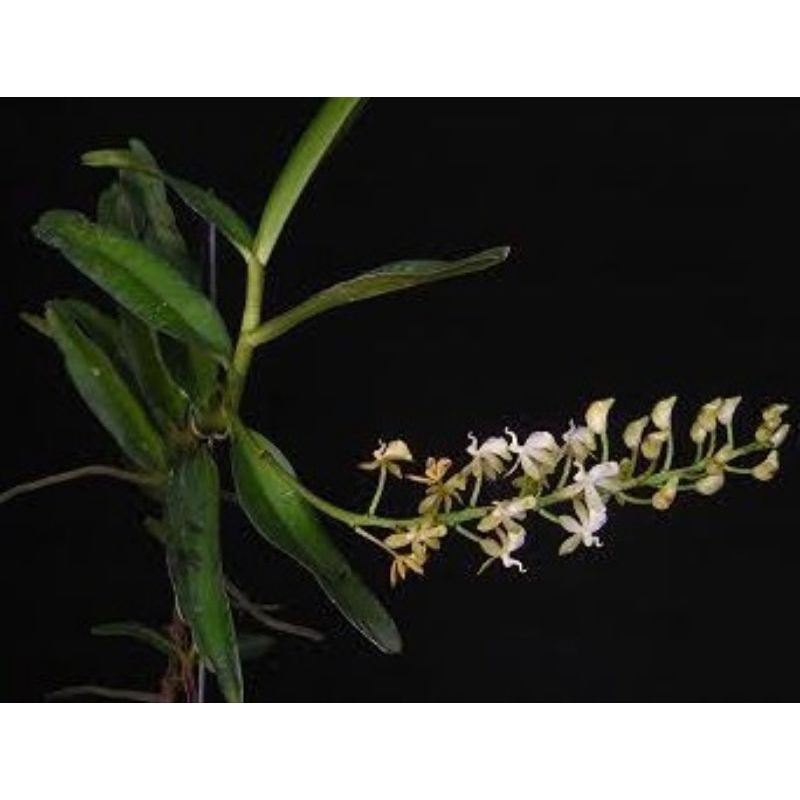 Micropera Philippinensis seedlings | Shopee Philippines
