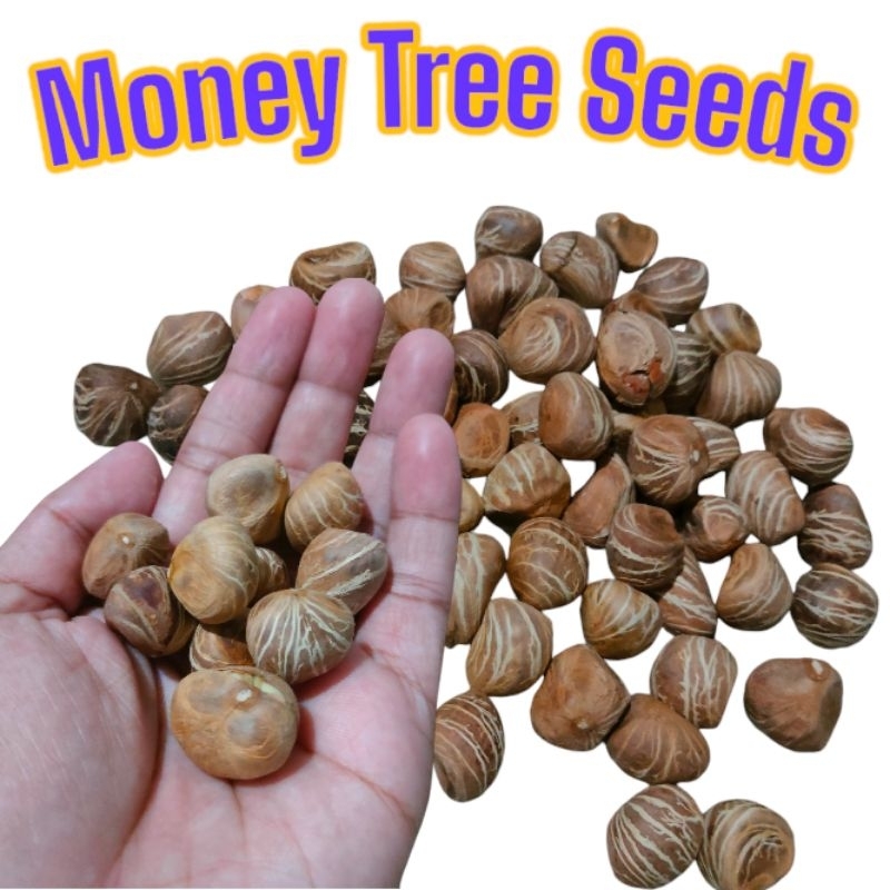 Money Tree Seed , Pachira Seed 10 pcs | Shopee Philippines
