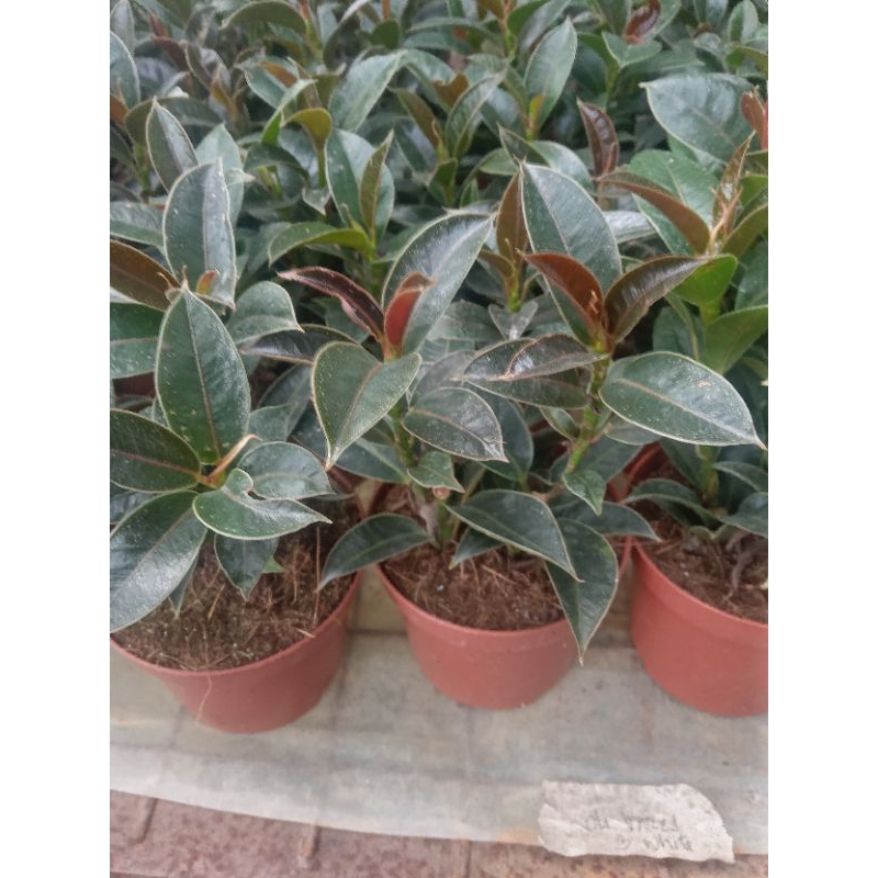 cute small rubber tree | Shopee Philippines