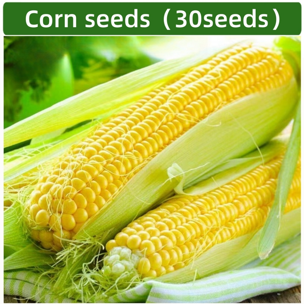 SUPER SWEET CORN SEEDS - (30seeds）super sweet corn variety | Shopee ...