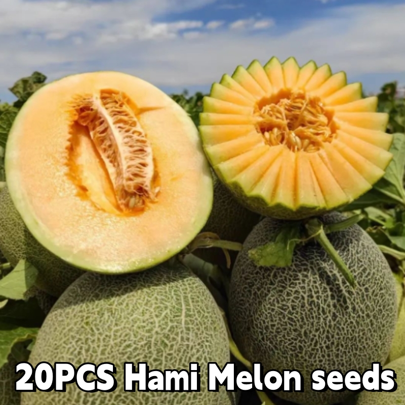 20Pcs/Pack Melon seeds-Sweet Hami Melon seeds Fruit Seeds | Shopee ...