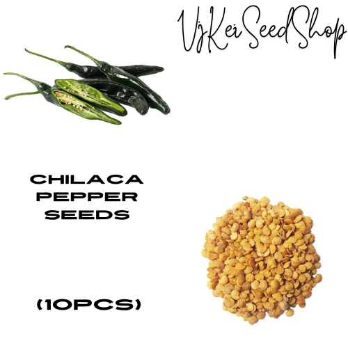 Chilaca Pepper Seeds (10pcs) | Shopee Philippines