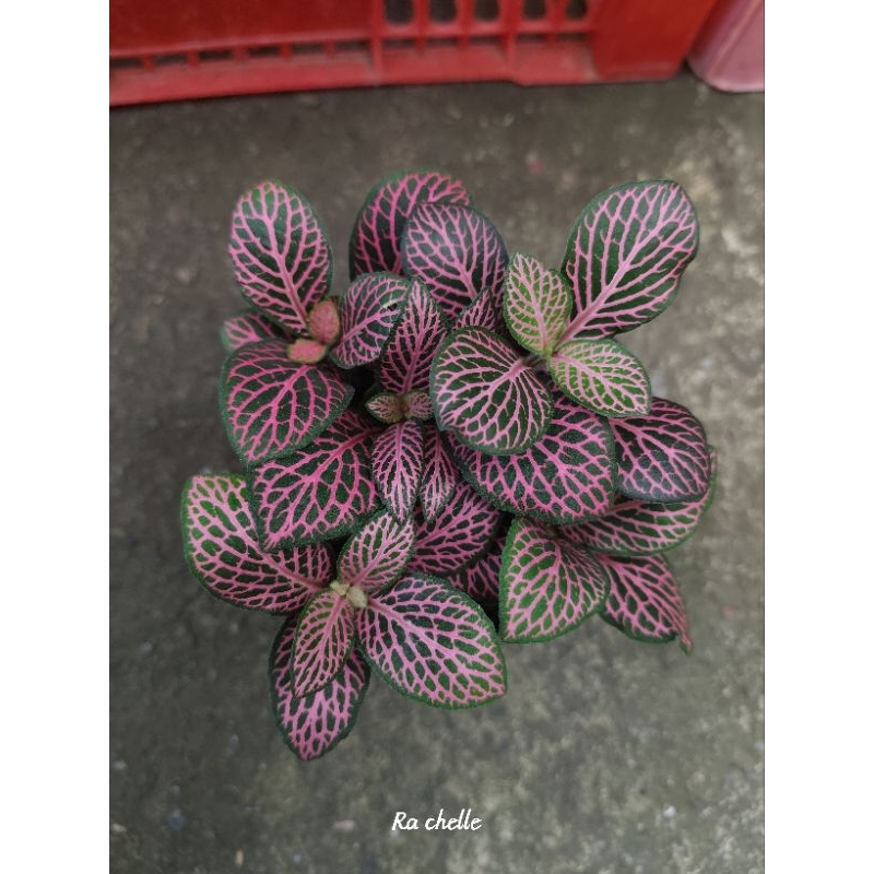 fittonia/nerve plant (Mistral) | Shopee Philippines