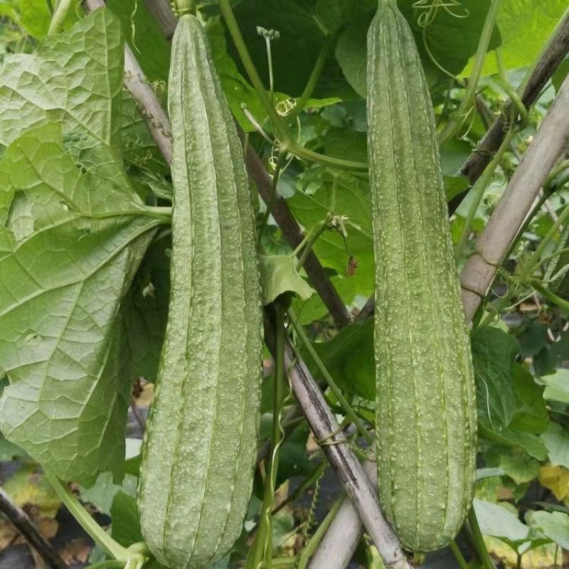 Vegetable plants PATOLA TAGALOG SEEDS 20seeds | Shopee Philippines