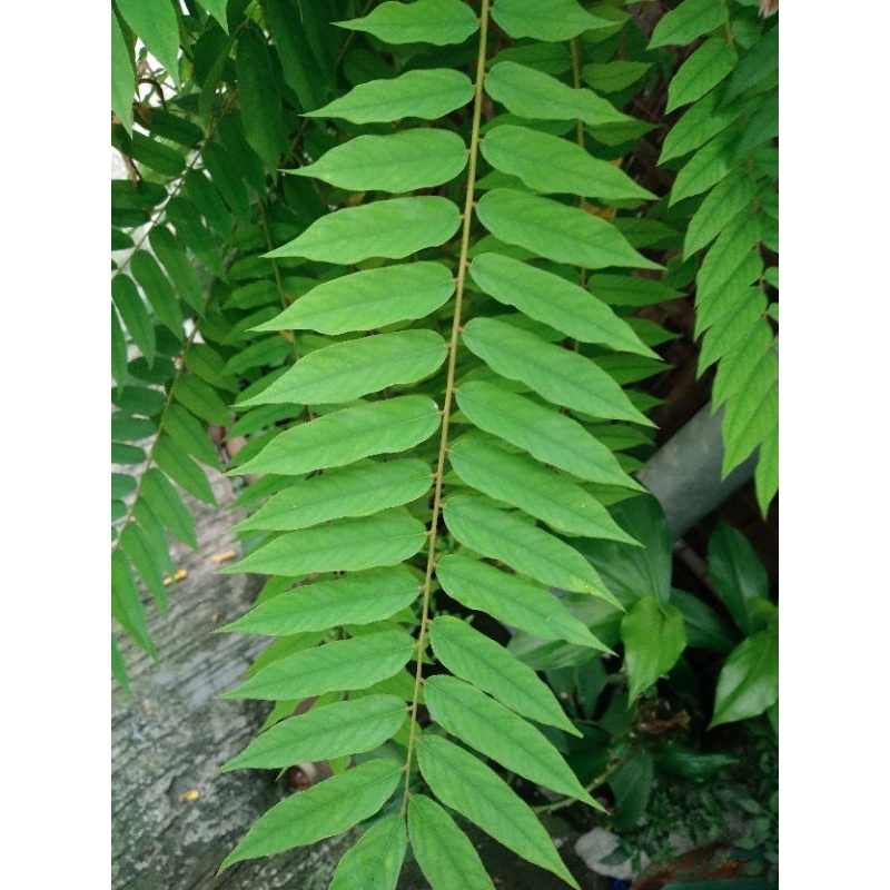 Fresh Kamias Leaves, sale within Luzon only | Shopee Philippines