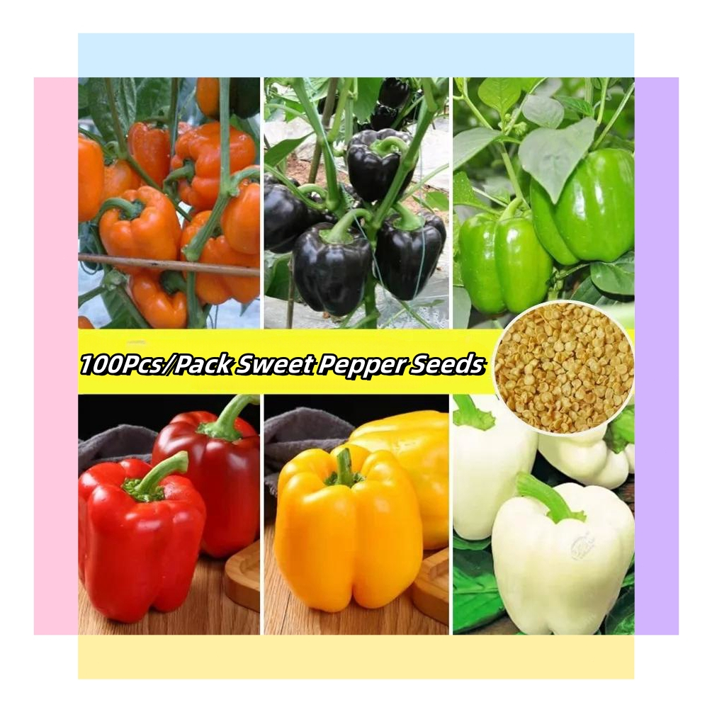 Sweet Pepper Seeds(100Pcs/Pack)-Hybrid Pepper Seeds Vegetable Seeds ...