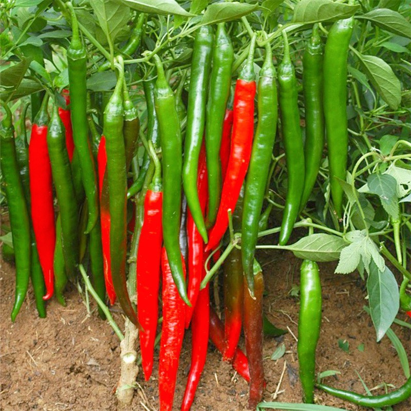 FAMILIFE High Yield Long Chili Seeds (500pcs) Easy to Grow Organic ...