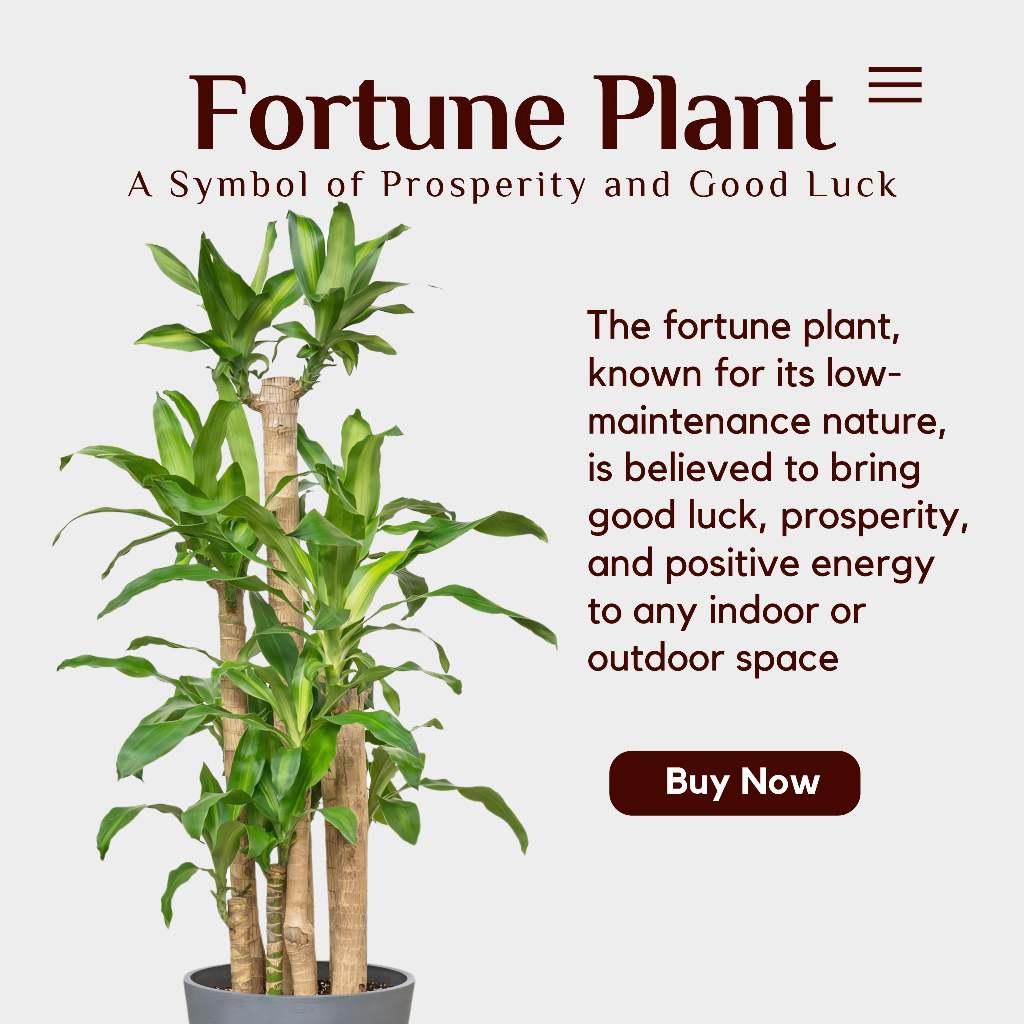 50 PESOS FORTUNE PLANT/LUCKY PLANT MONEY PLANT (1-5 STALKS AVAILABLE ...