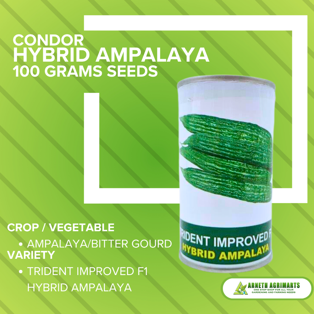 CONDOR TRIDENT IMPROVED F1 VARIETY HYBRID AMPALAYA SEEDS, (100g CAN ...