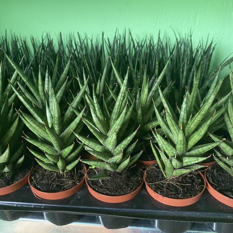 Big Rare Sansevieria Boncel / Starfish Boncel Snakeplant / Hybrid ...