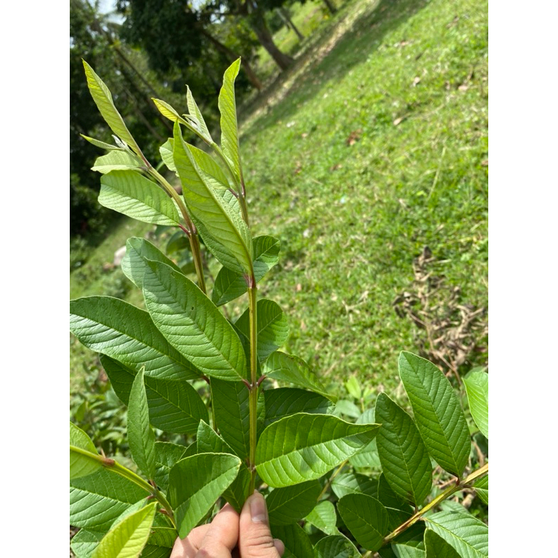 120pcs Dahon ng Bayabas guava leaves | Shopee Philippines