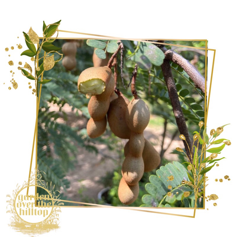 very sweet tamarind salamagi sampaloc seeds for planting | Shopee ...