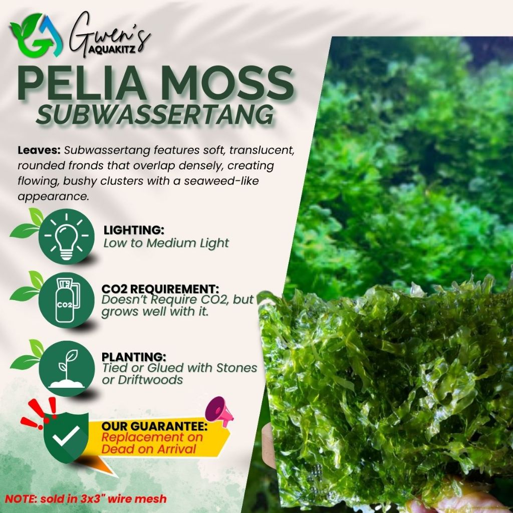 PELIA MOSS / SUBWASSERTANG (in 3x3" mesh) by Gwen's Aquakitz - Low Tech ...