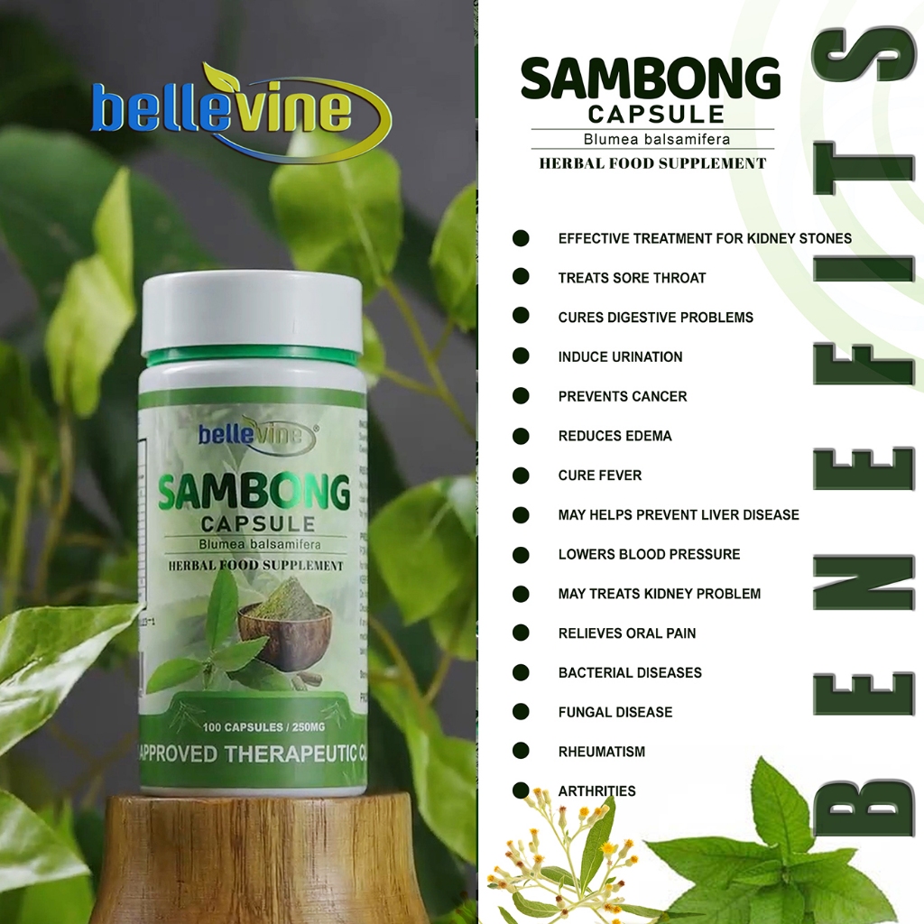 Authentic Sambong Herbal Supplement 100 Capsules/Bottle (Blumea ...