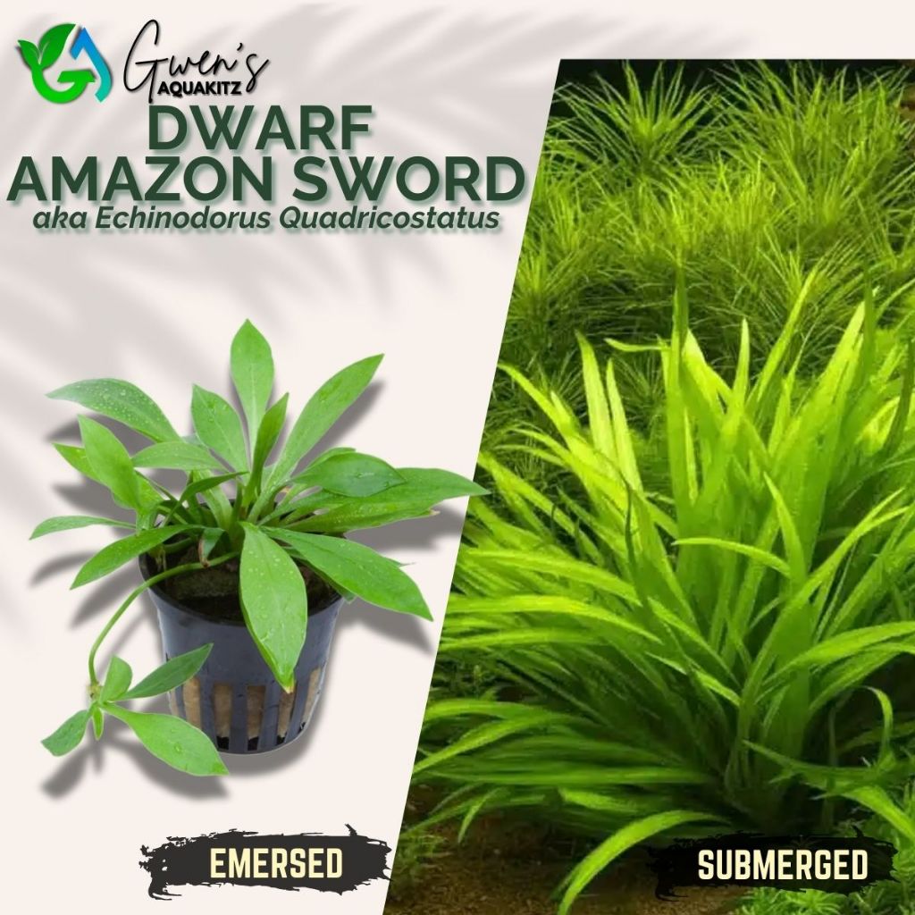 DWARF AMAZON SWORD (sold in 3 bulbs) by Gwen's Aquakitz - Aquatic Plant ...