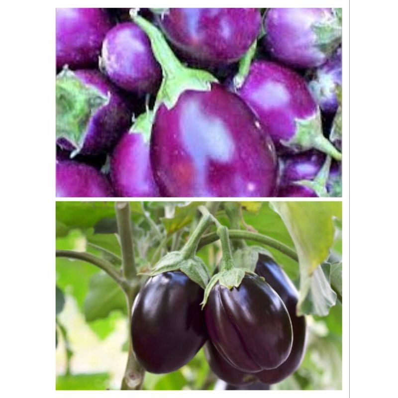 eggplant purple round hybrid violeta round (talong na bilog) seeds for ...