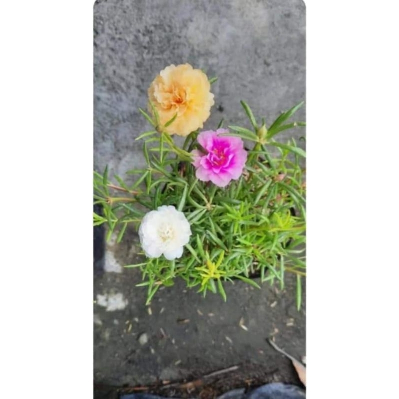 Vietnam rose / alembong live plants | Shopee Philippines