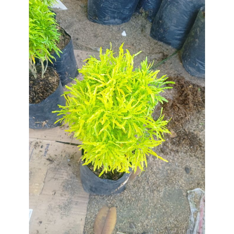 Golden Papua Live Plants | Shopee Philippines