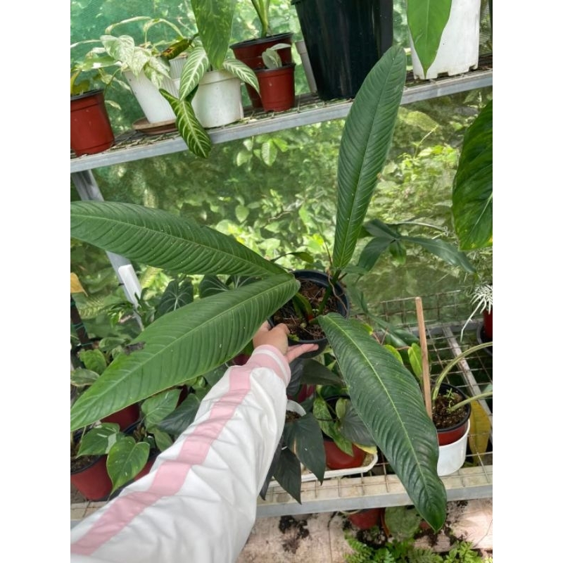 Lynneth (live plant) | Shopee Philippines