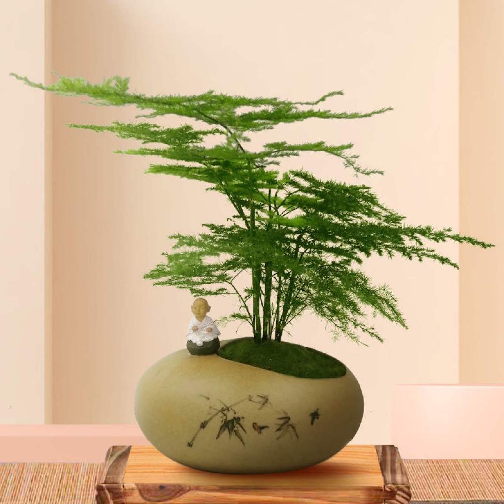 5 Seeds/pack Asparagus Fern Tree Seeds-Bonsai Seeds for Gardening ...