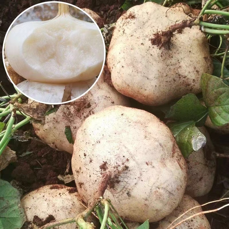 Singkamas Seeds (10seeds) - Turnip Seeds | Shopee Philippines