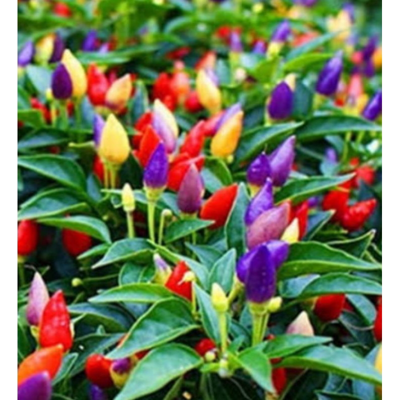 Rainbow Chinese Pepper 10 seeds (5 color Chinese Pepper) Ornamental ...