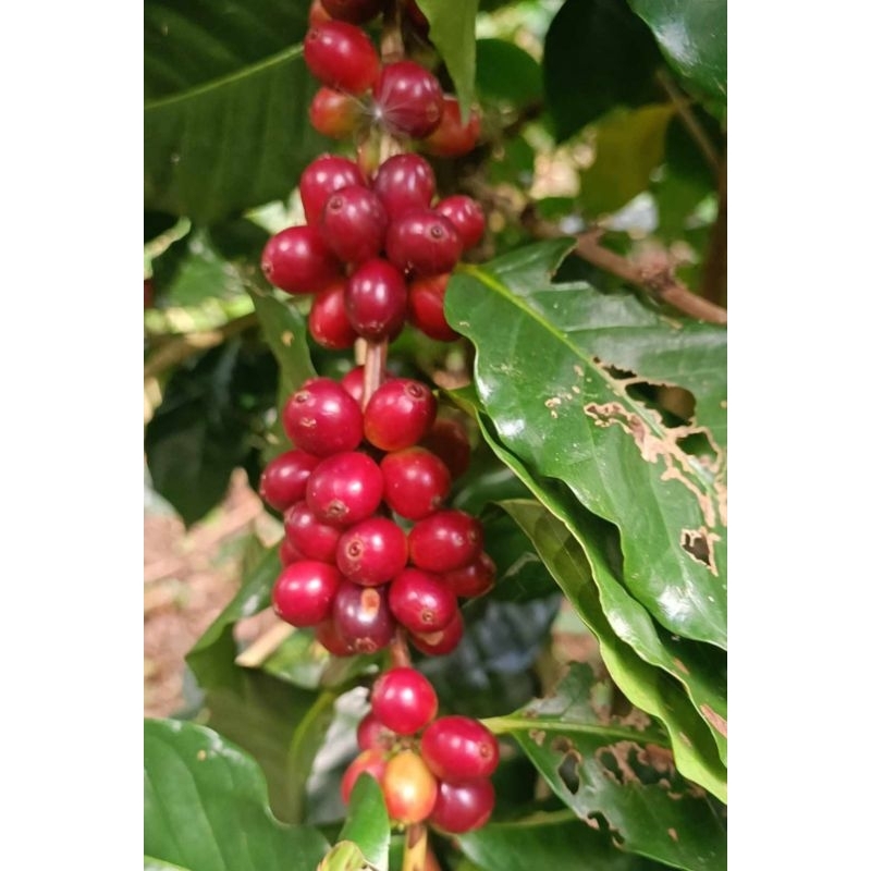 SAGADA ARABICA COFFEE BEANS | Shopee Philippines