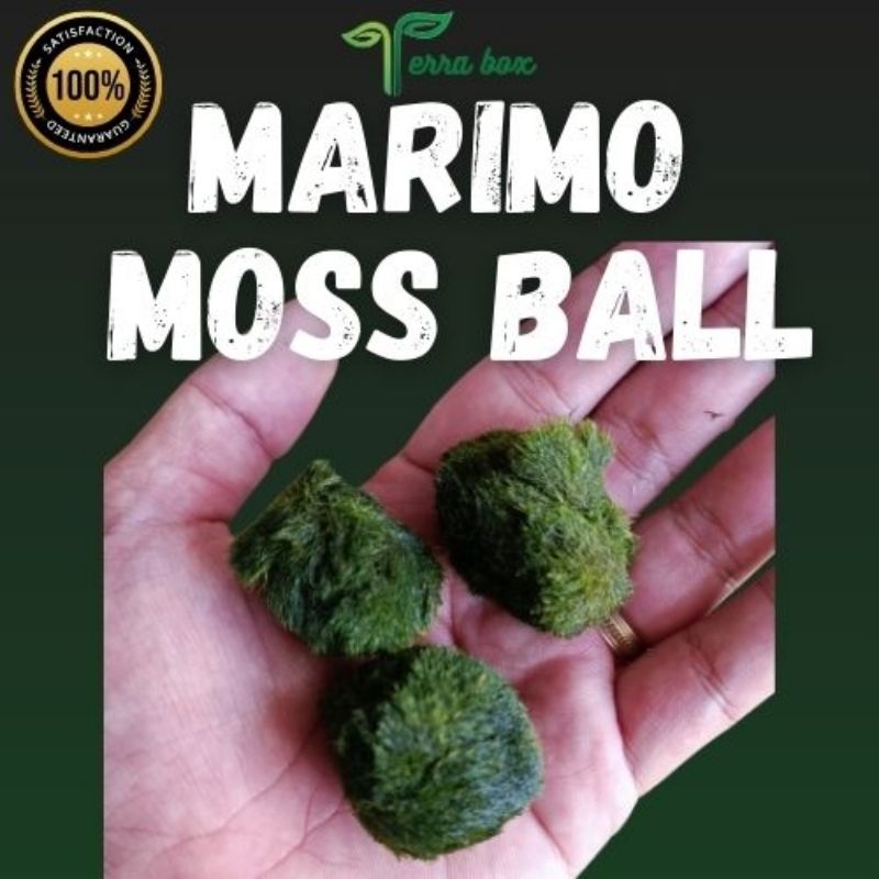 MARIMO MOSS BALL FOR AQUARIUM | Shopee Philippines