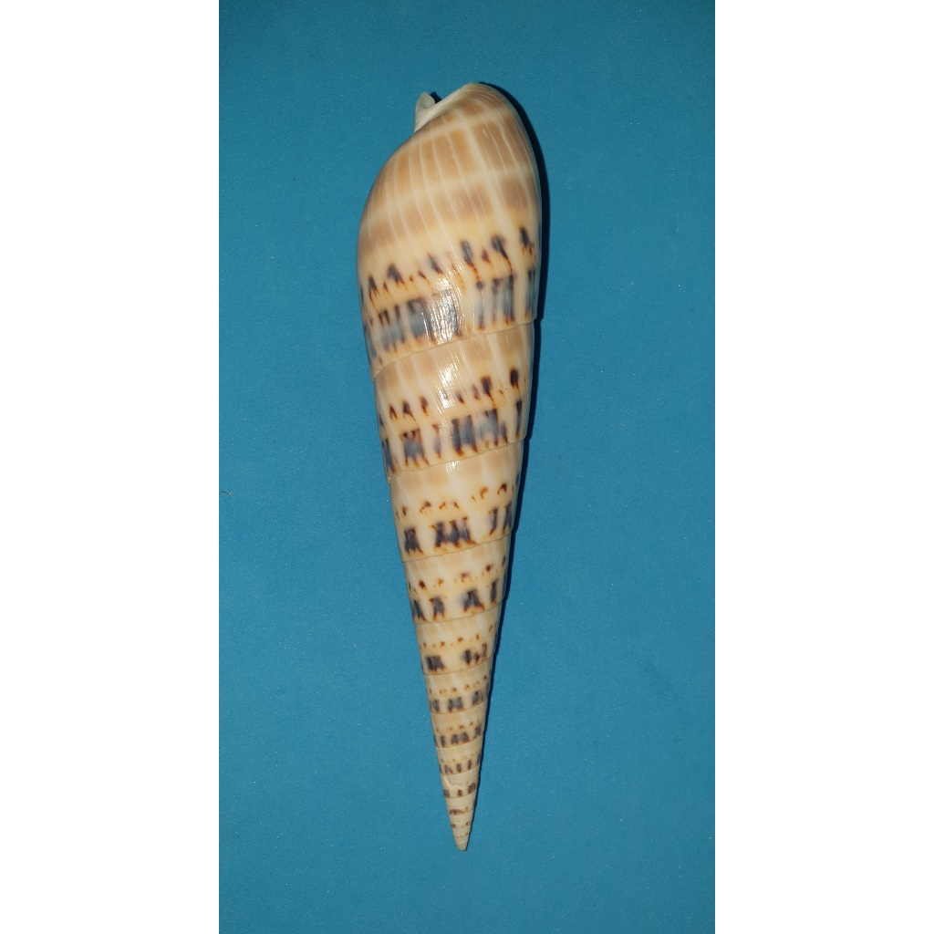 TEREBRA MACULATA. Marlin Spike. | Shopee Philippines